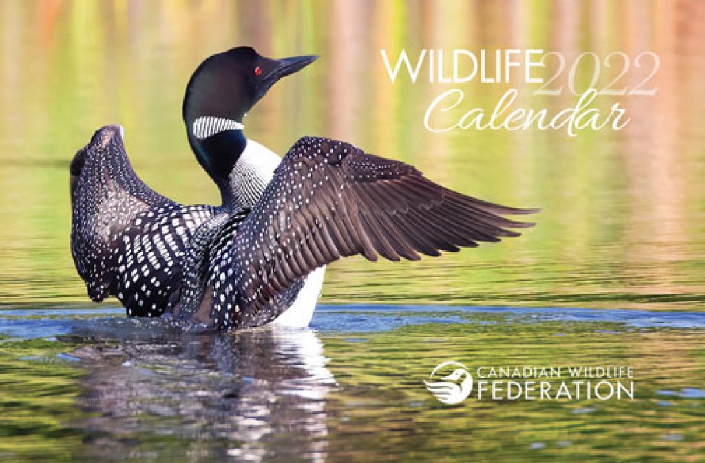 Free Canadian Wildlife Federation Calendar 2022 — Deals from SaveaLoonie!